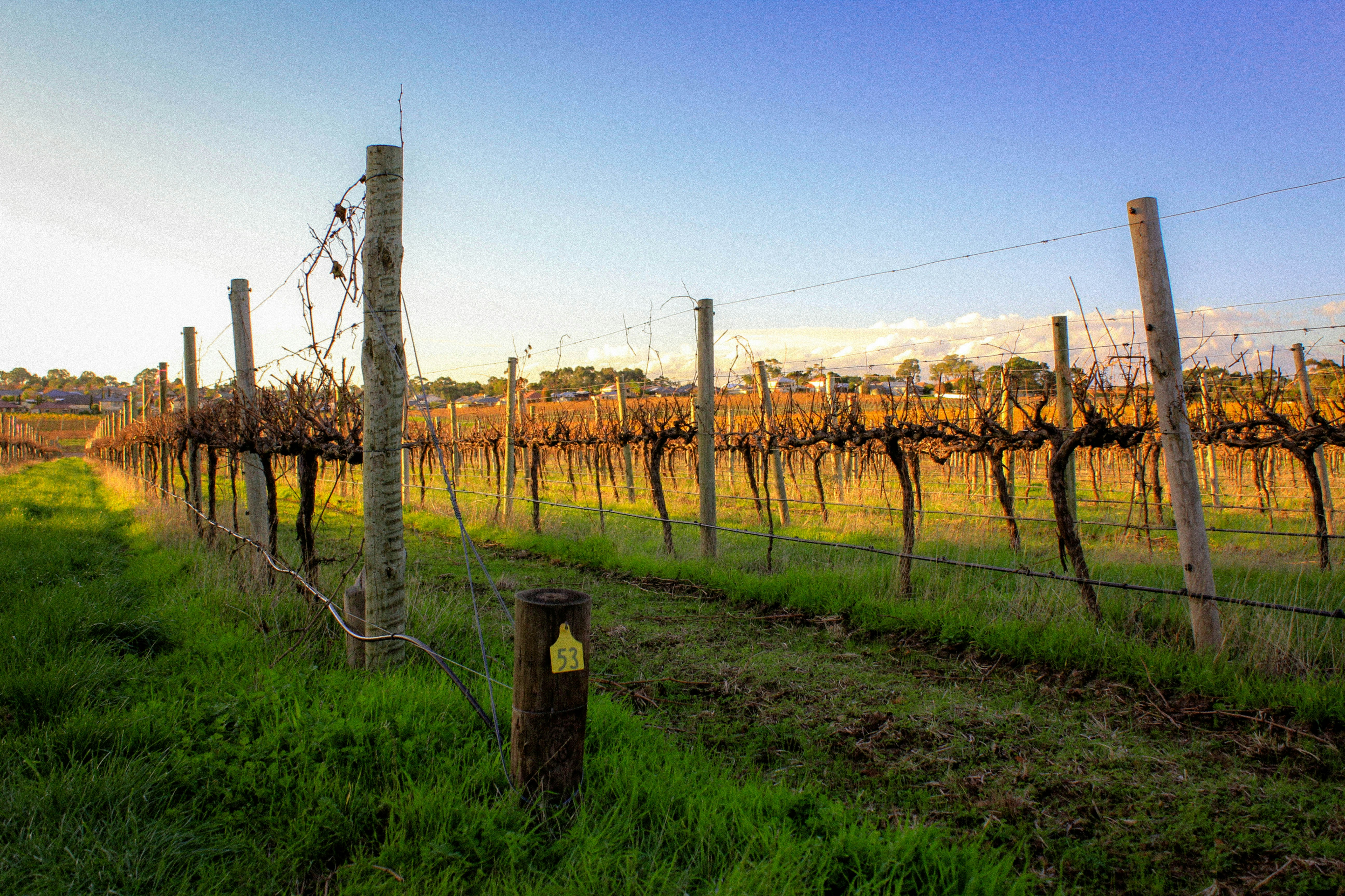 The Best Restaurants in Barossa Valley